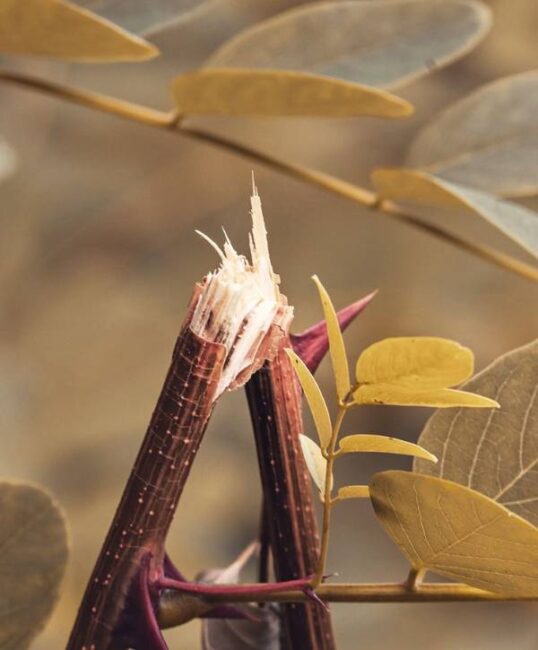 Tree Recovery Program | Strengthen Stressed Trees in Greater South ...